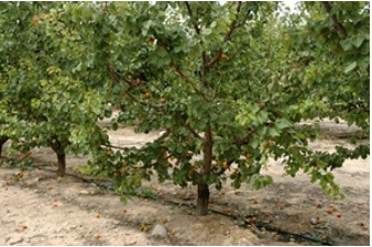 Bien choisir sa stratégie | Yara Maroc