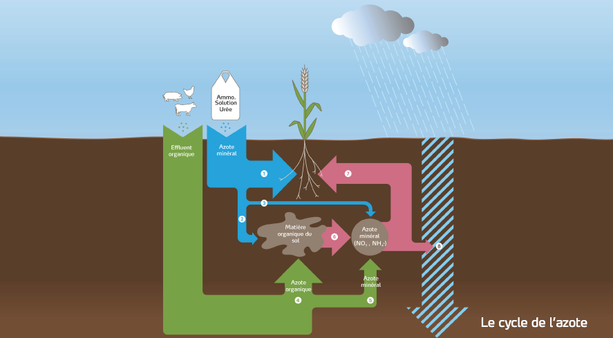 Diagramme Du Cycle De L'azote Vierge